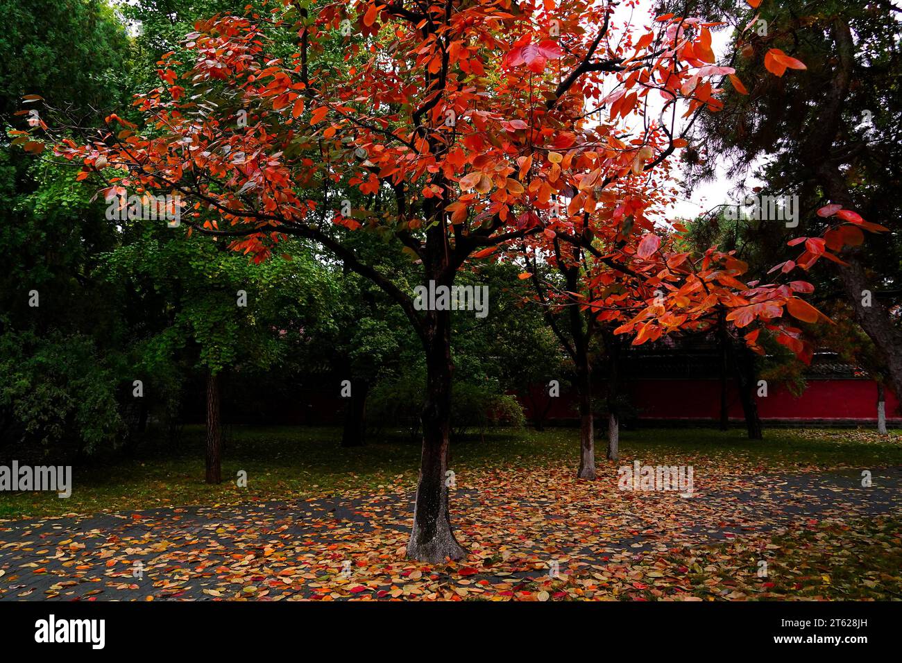 Ginkgo trees turn golden at the Temple of the Earth in Beijing, China ...