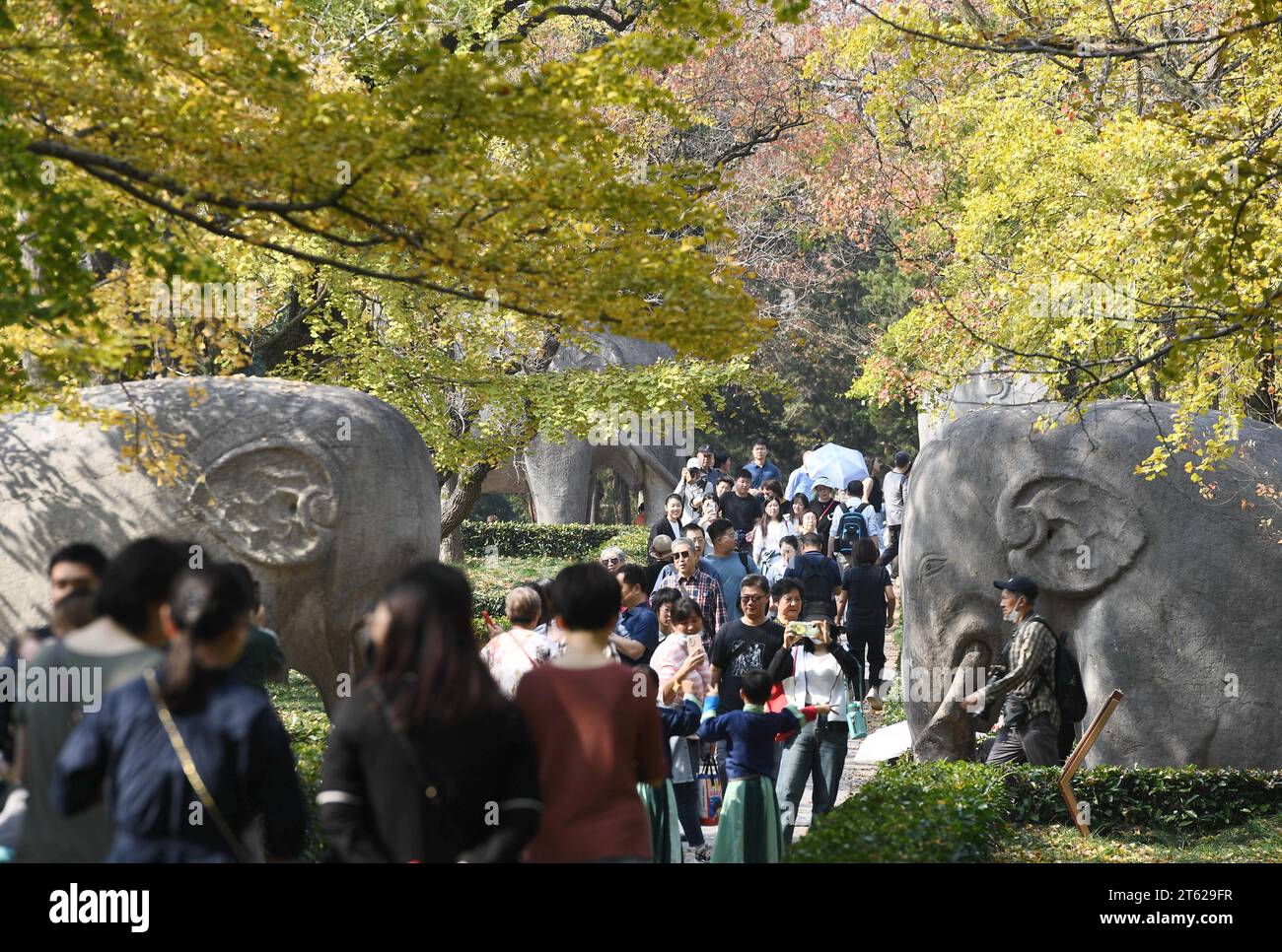 Aerial photo shows the autumn scenery of Zhongshan Mountain National ...