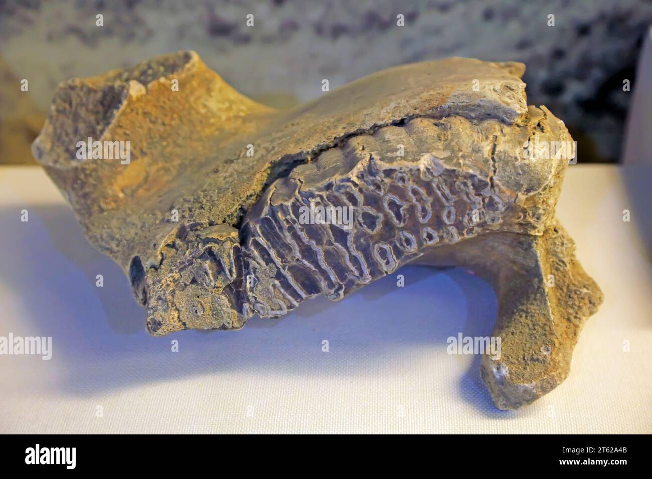 Elephant mandible fossils Stock Photo - Alamy