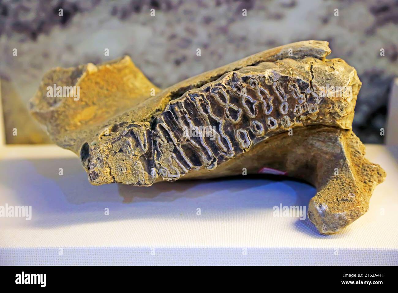 Elephant mandible fossils Stock Photo - Alamy