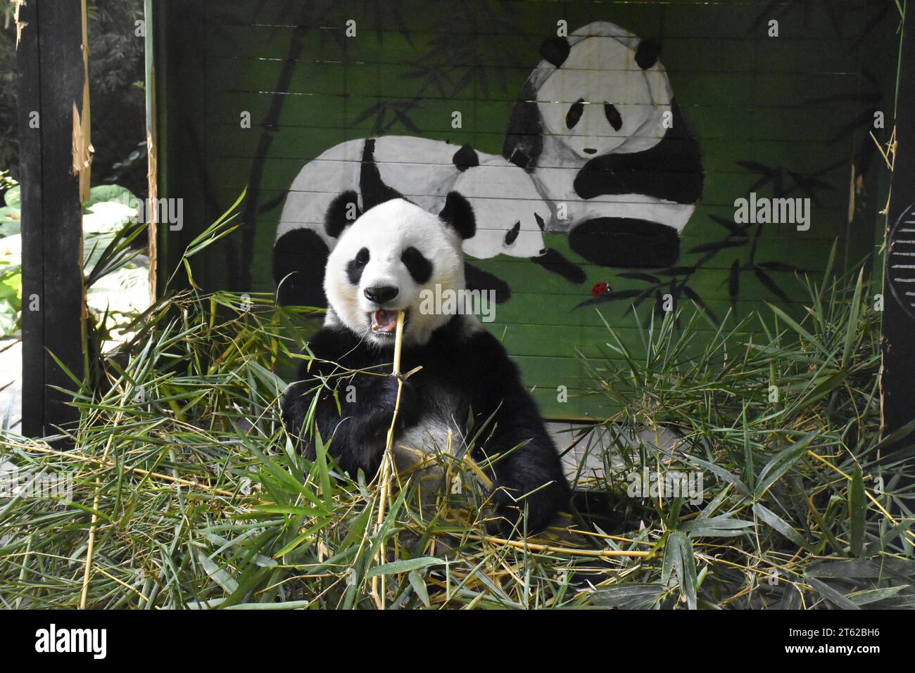 Giant pandas enjoy autumn time in Guangzhou City, south China's ...