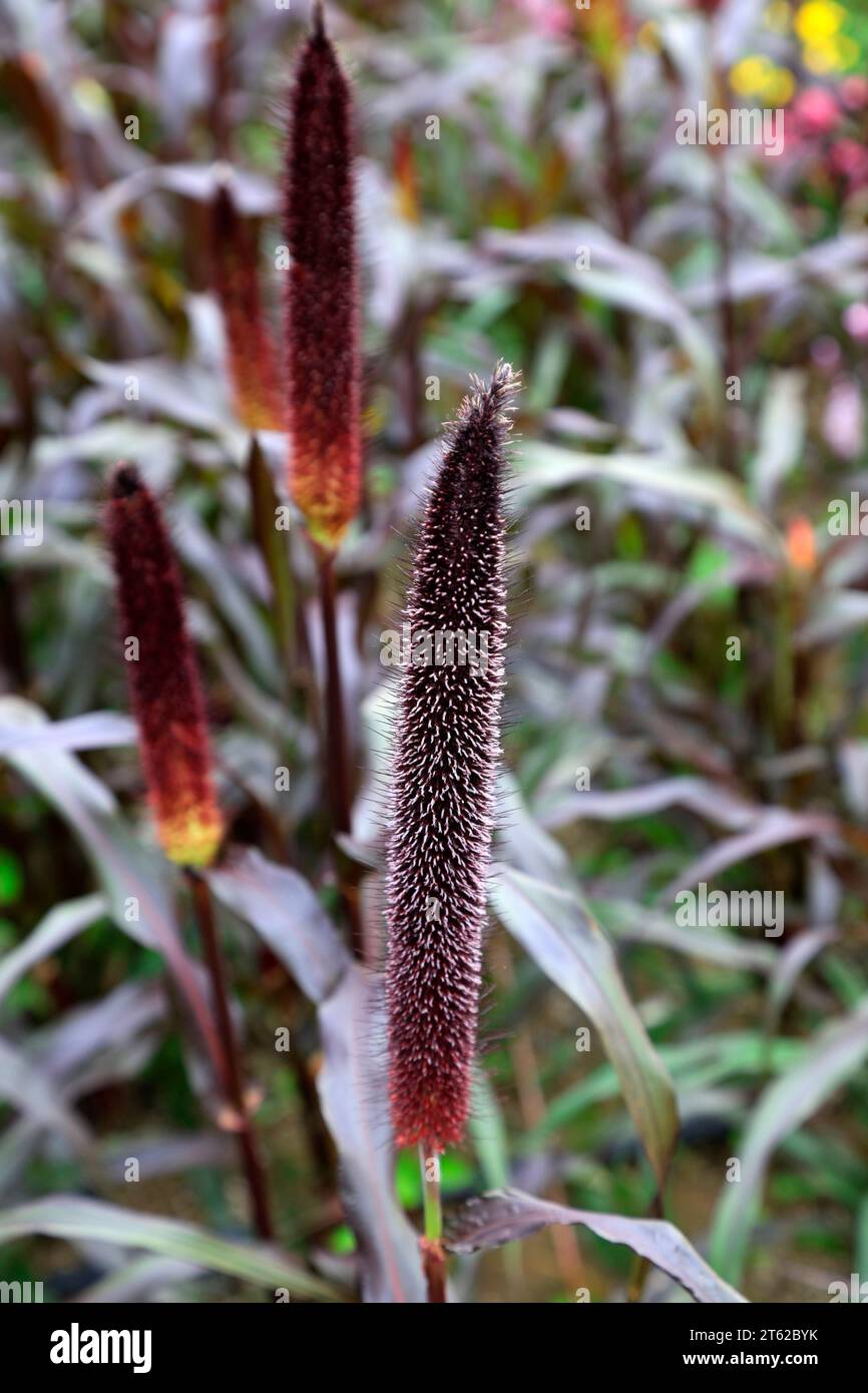 Ornamental millet hi-res stock photography and images - Alamy