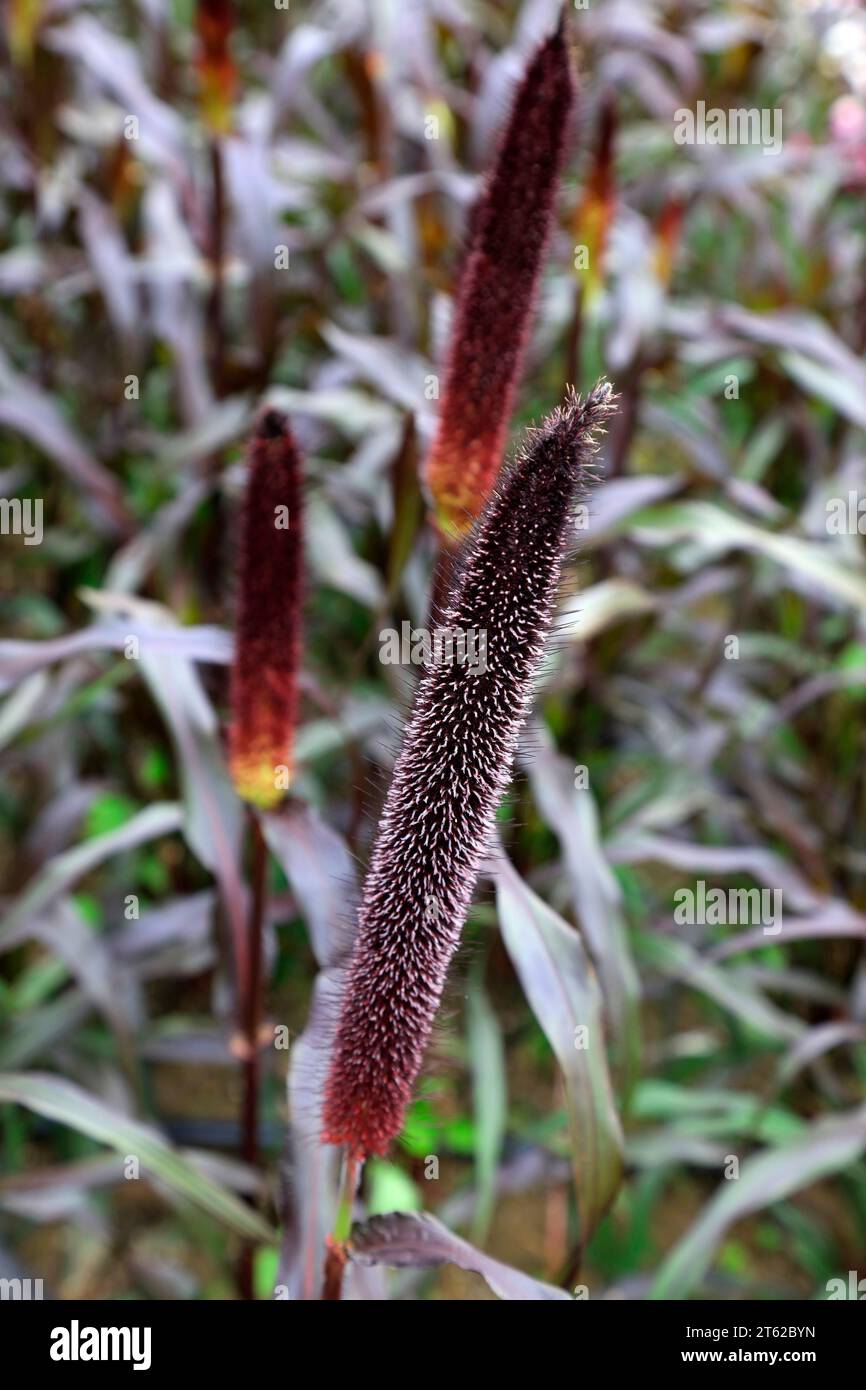 Ornamental millet hi-res stock photography and images - Alamy