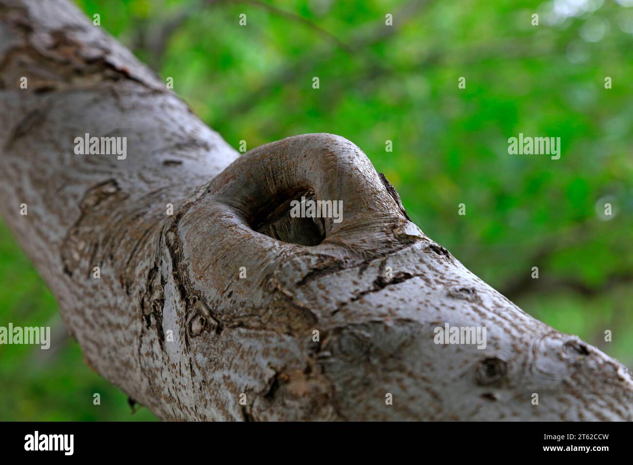 Trunk scar hi-res stock photography and images - Alamy