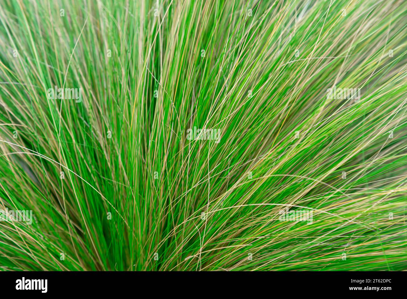 Stipa tenuifolia hi-res stock photography and images - Alamy