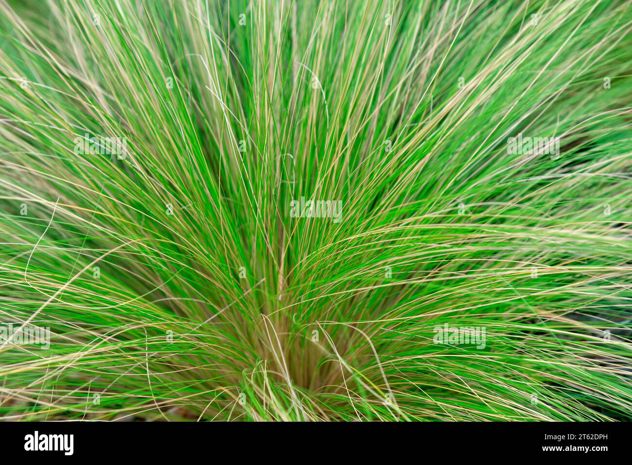 Stipa tenuifolia hi-res stock photography and images - Alamy