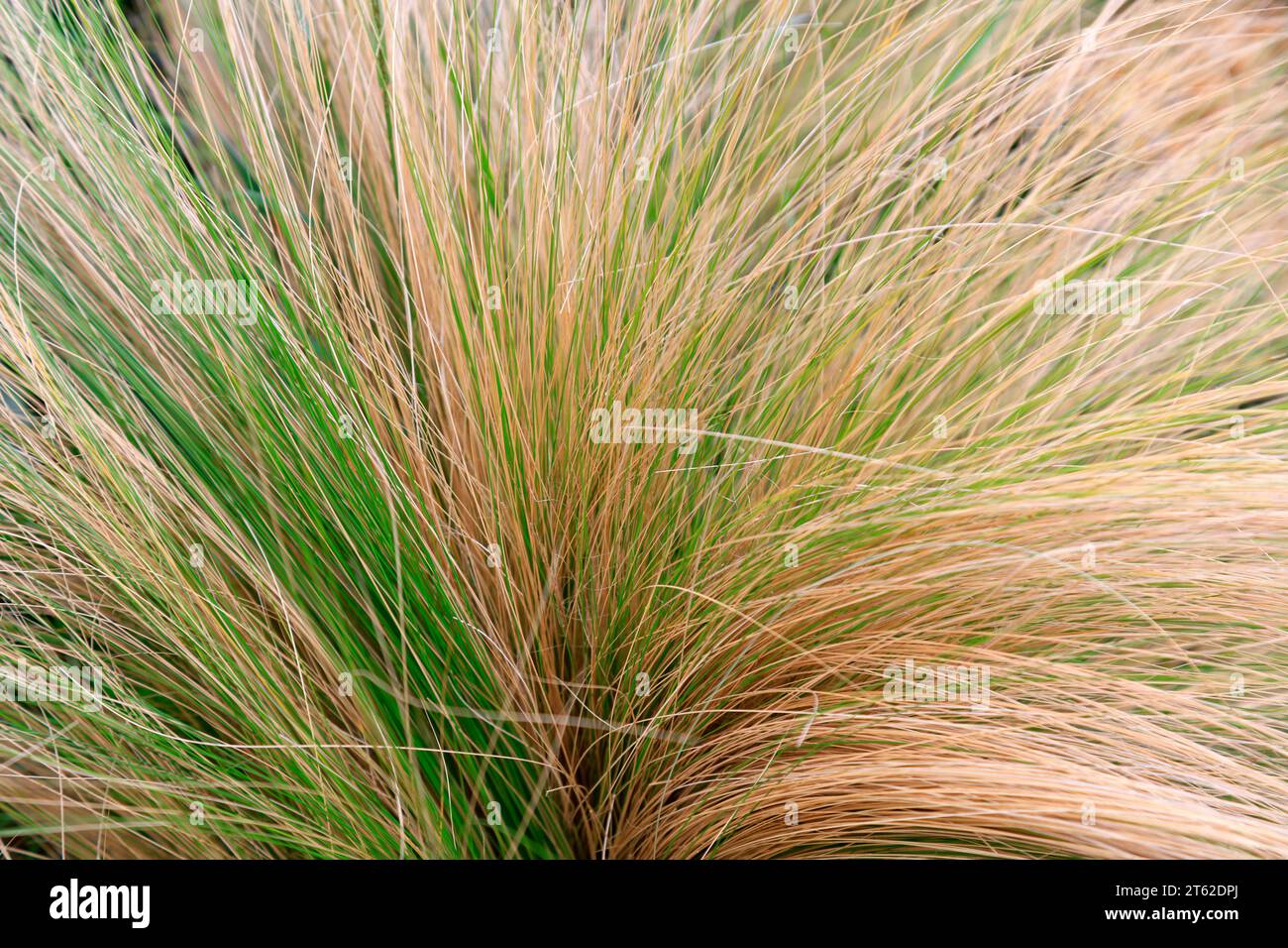 Stipa tenuifolia in the botanical garden, Chinese Stock Photo - Alamy