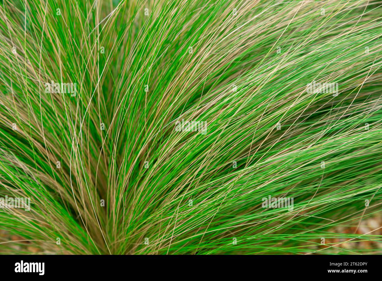 Stipa tenuifolia in the botanical garden, Chinese Stock Photo - Alamy