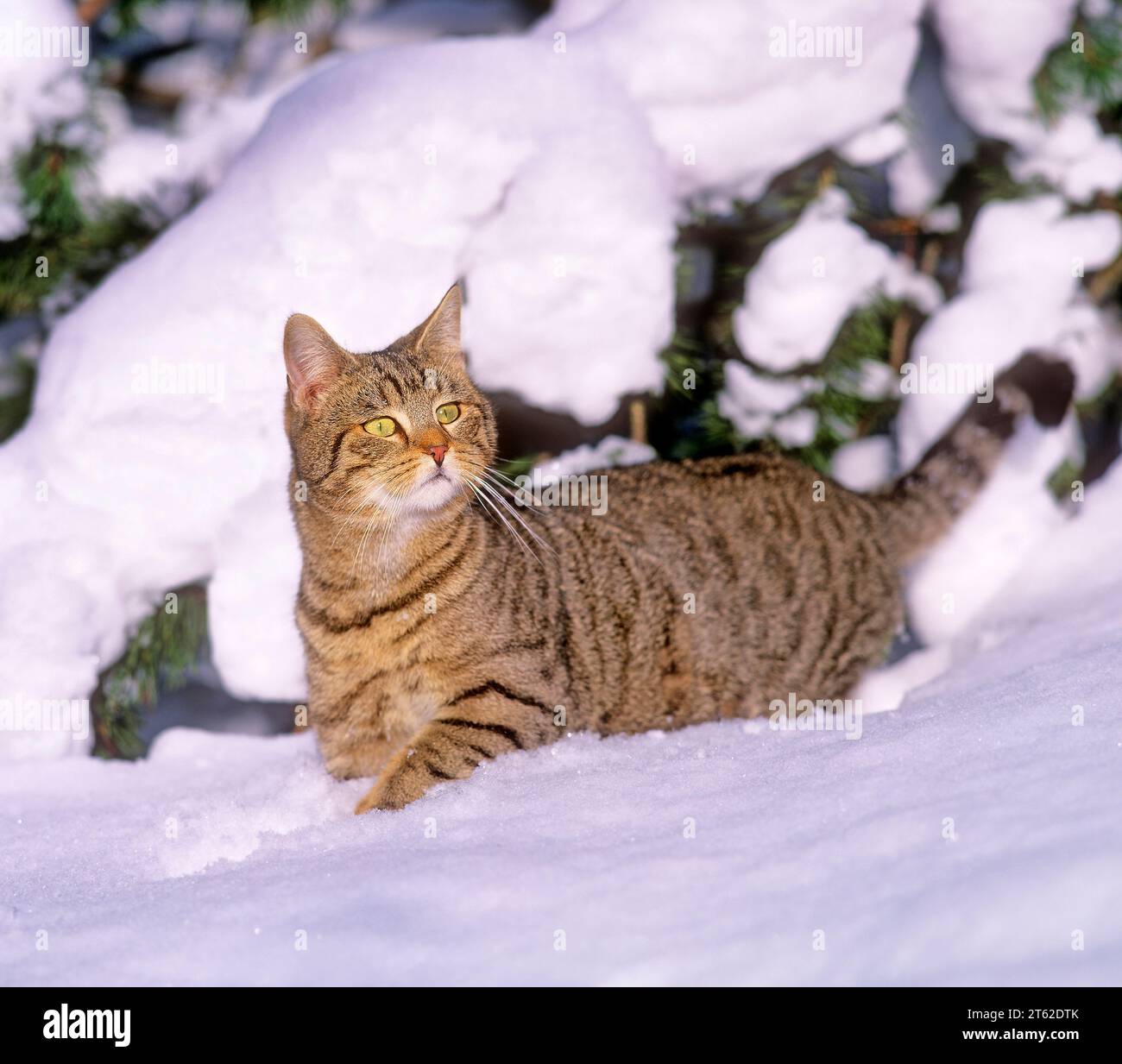Domestic cat astonished at the snow in her gartden territory. Germany ...