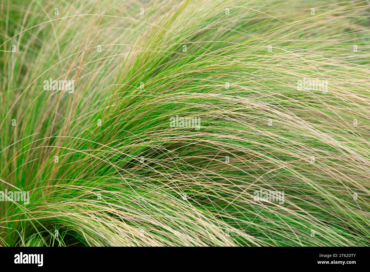 Stipa tenuifolia hi-res stock photography and images - Alamy