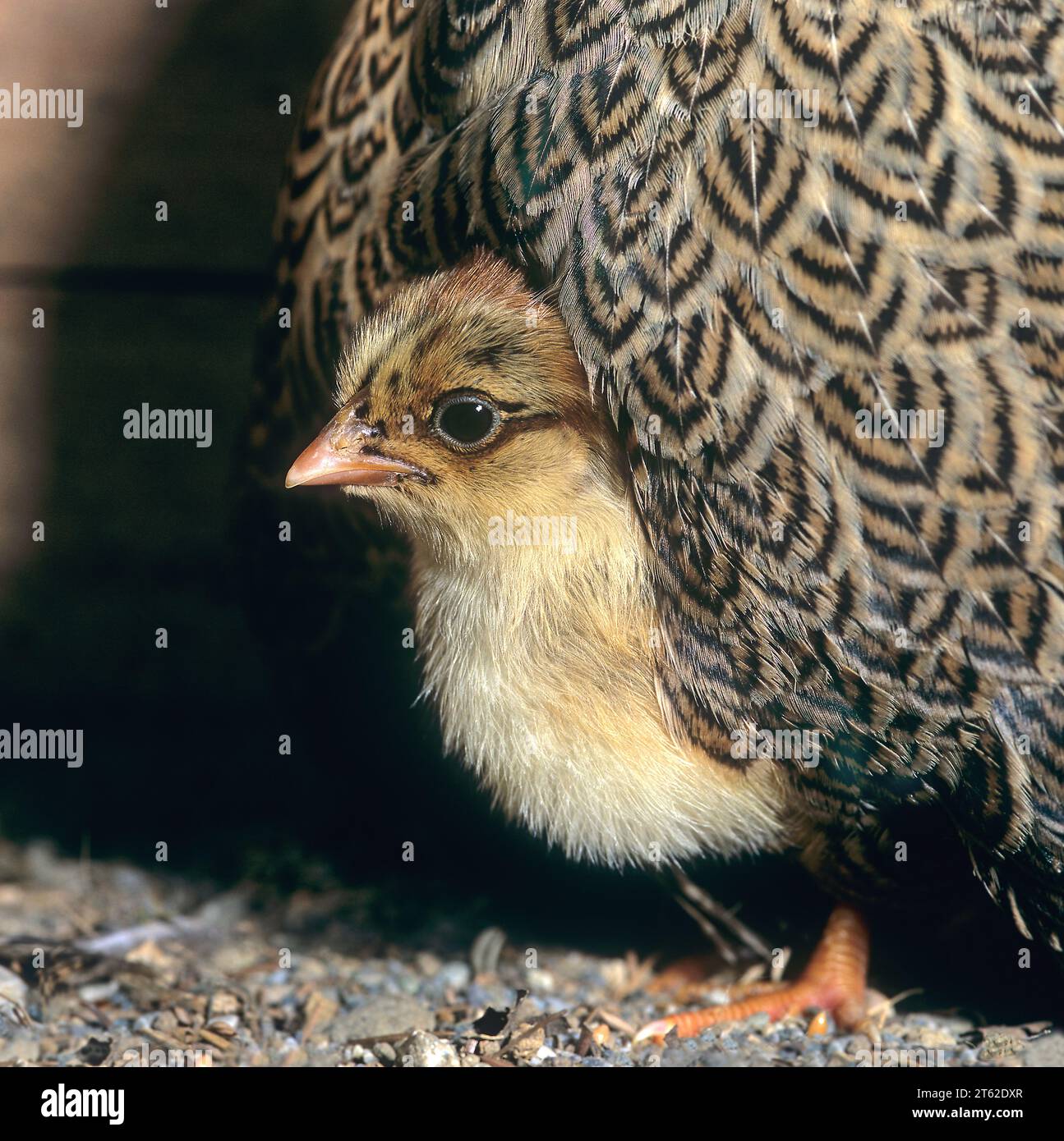 Wyandot mother hi-res stock photography and images - Alamy