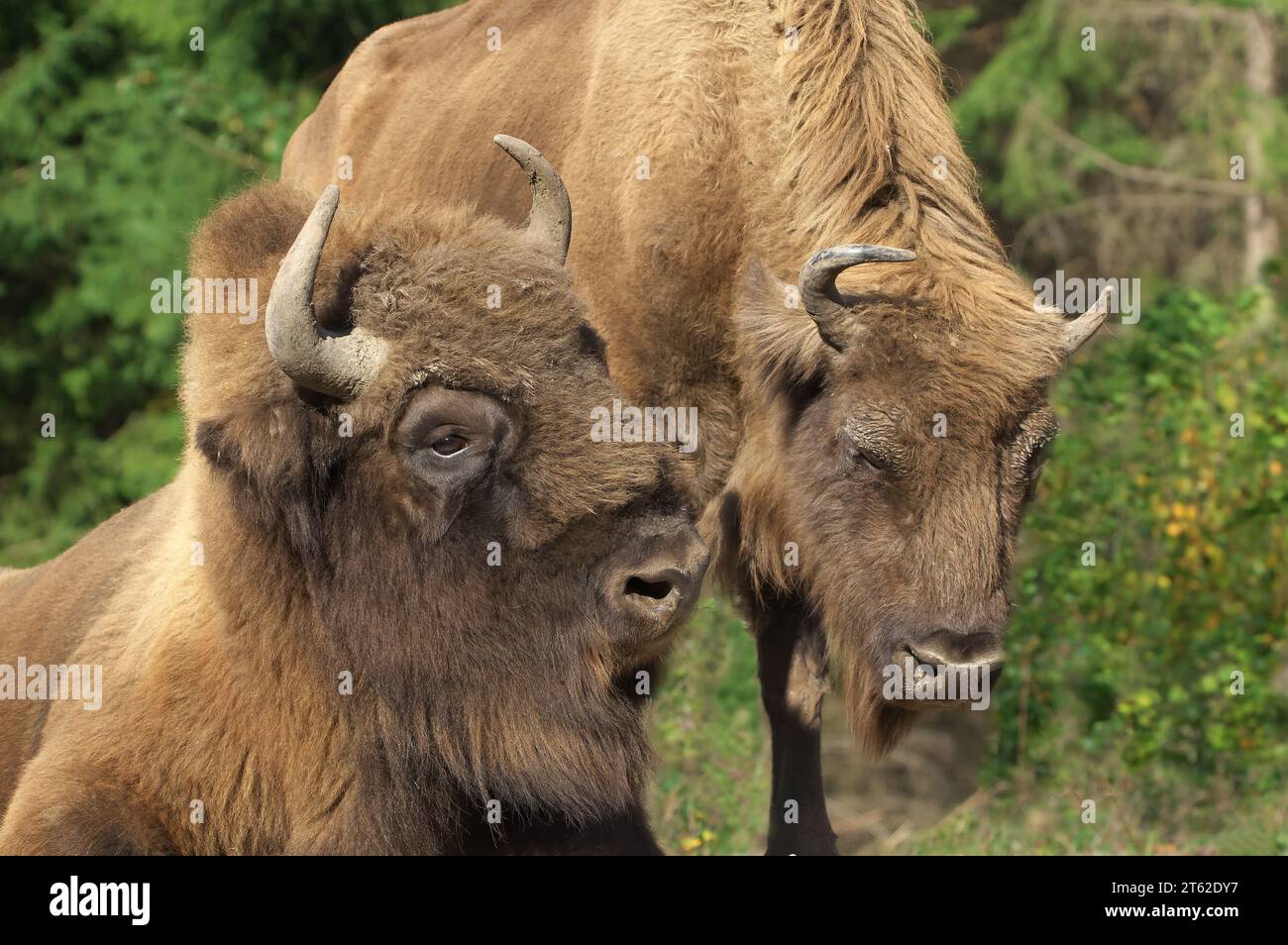 European bison bull and cow, couple. Bison bonasus wildlife enclosure ...
