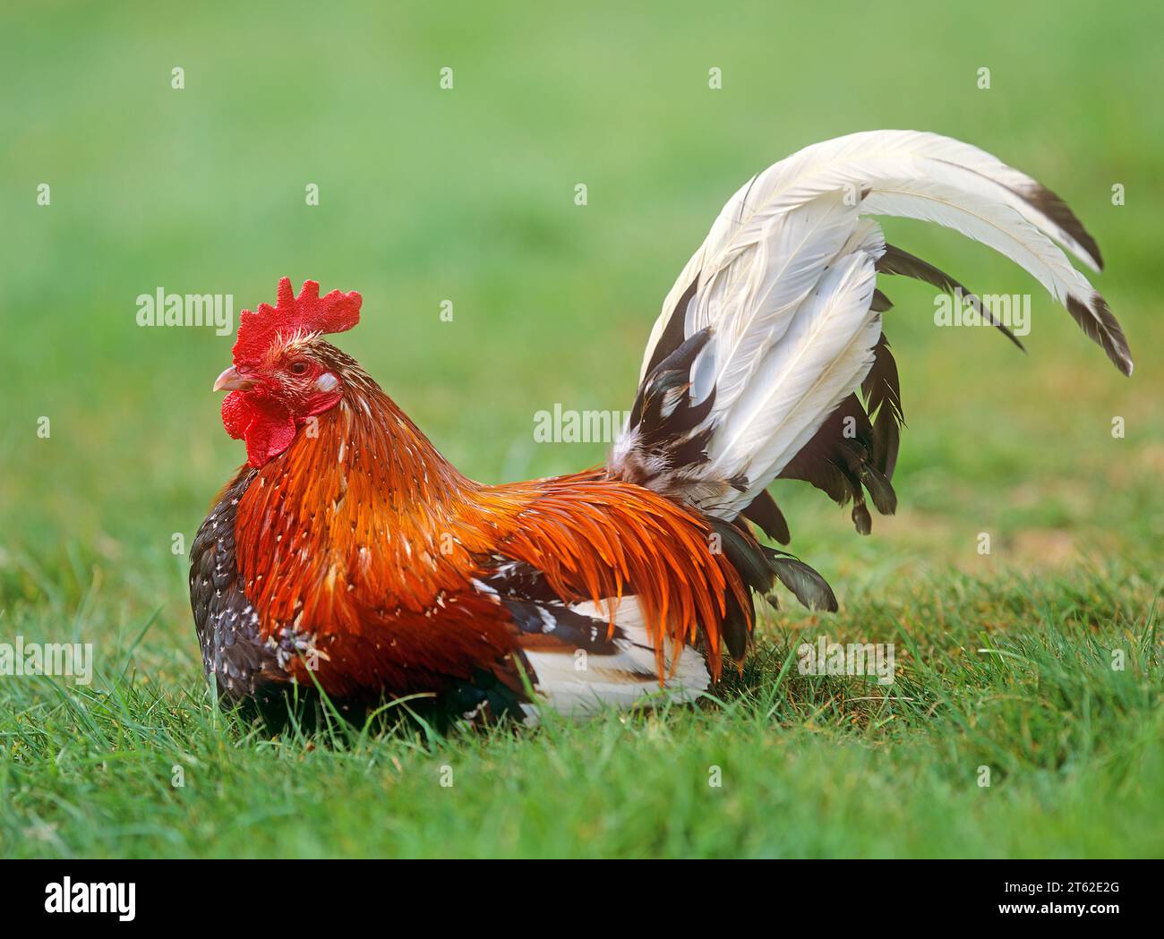 Rooster in meadow hi-res stock photography and images - Alamy