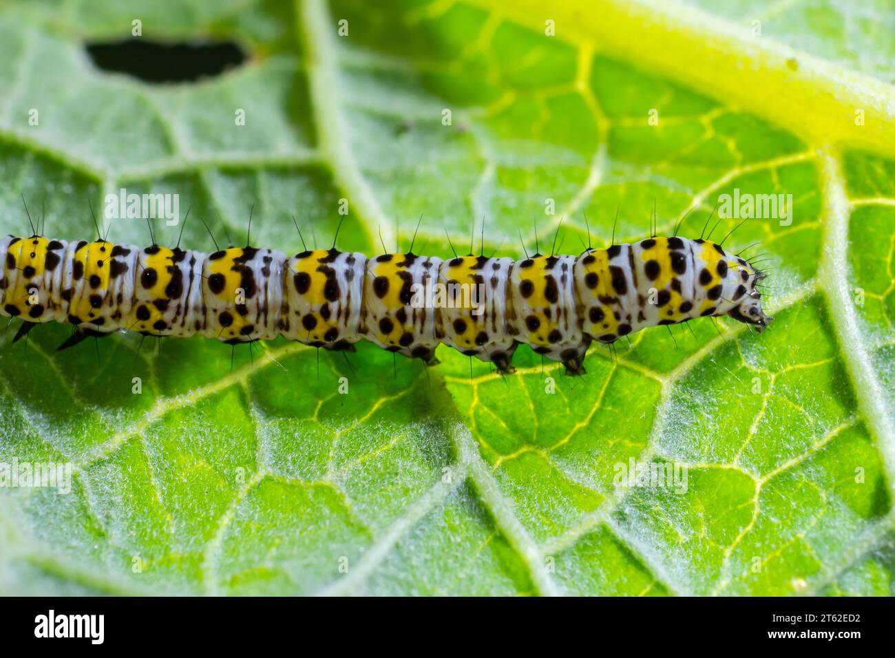 Mullein Cucullia verbasci Caterpillars feeding on garden flower leaves ...