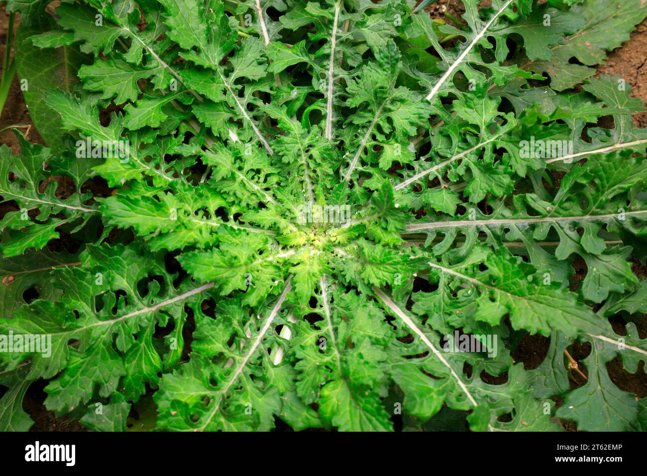 Wild vegetables in the field Stock Photo - Alamy