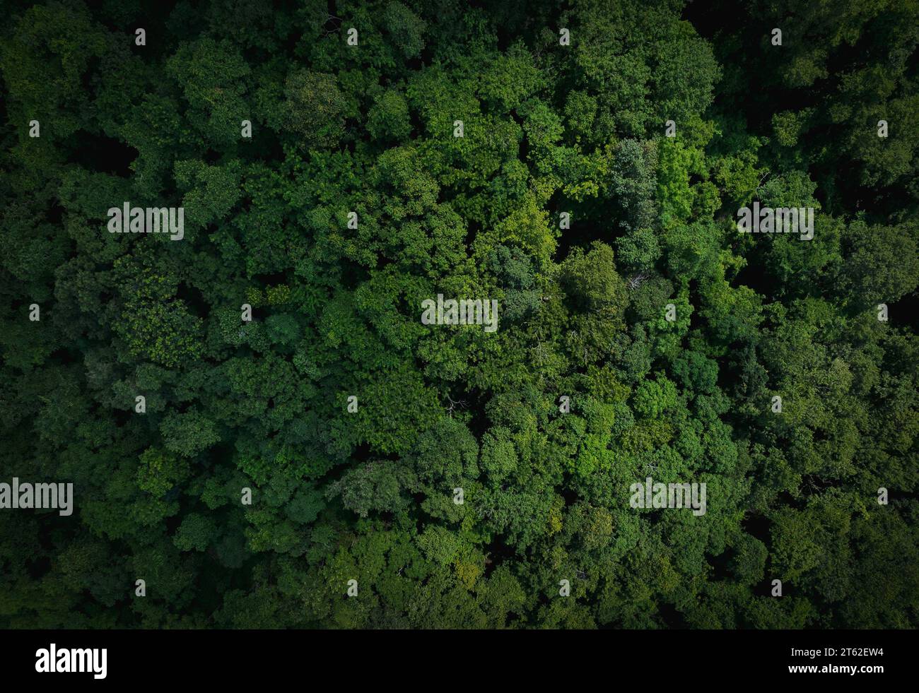 Aerial top view of green trees in forest. Drone view of dense green ...