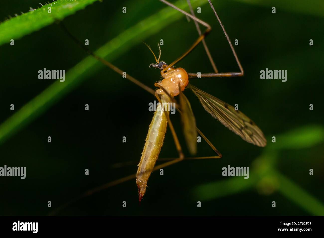 Long body insect hi-res stock photography and images - Alamy