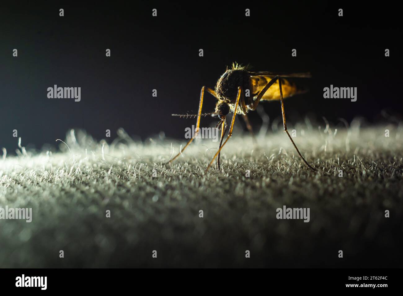 macro of Mosquito Suck in blood,Mosquito using mouth drill through ...