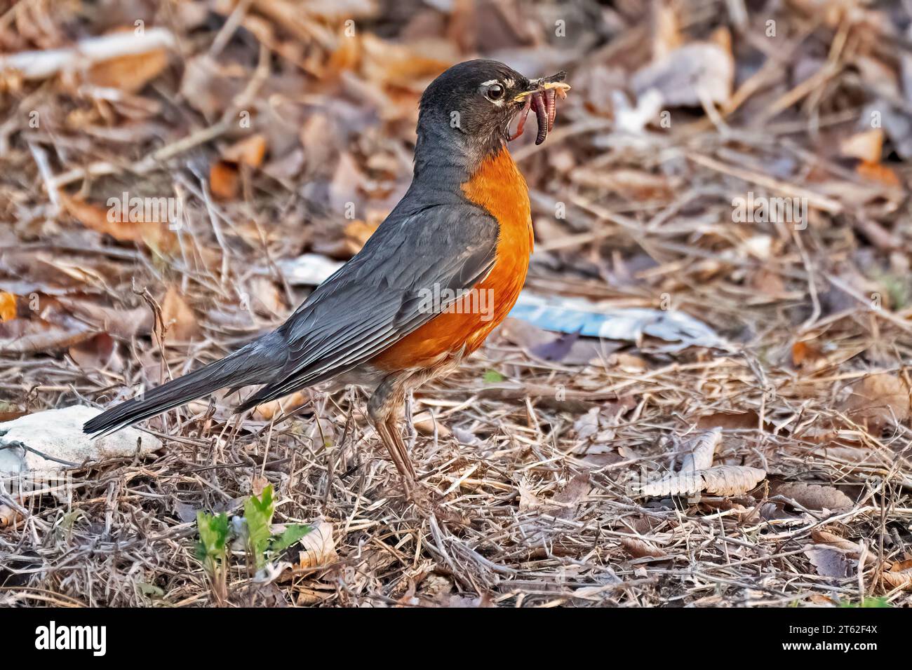 American Robin with a Mouthful of Worms Stock Photo - Alamy