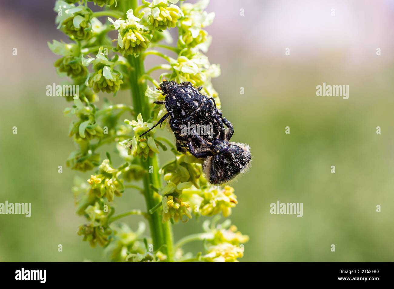White spotted rose beetle: A Beneficial Insect for Pollination and ...