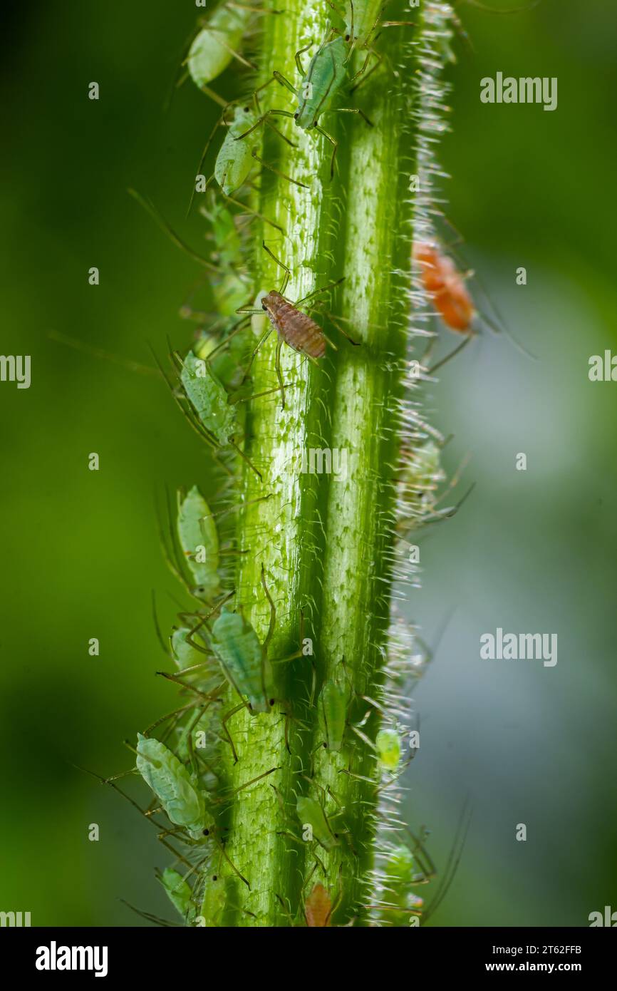 Macrosiphum rosae, the rose aphid is an aphid of the family Aphididae ...