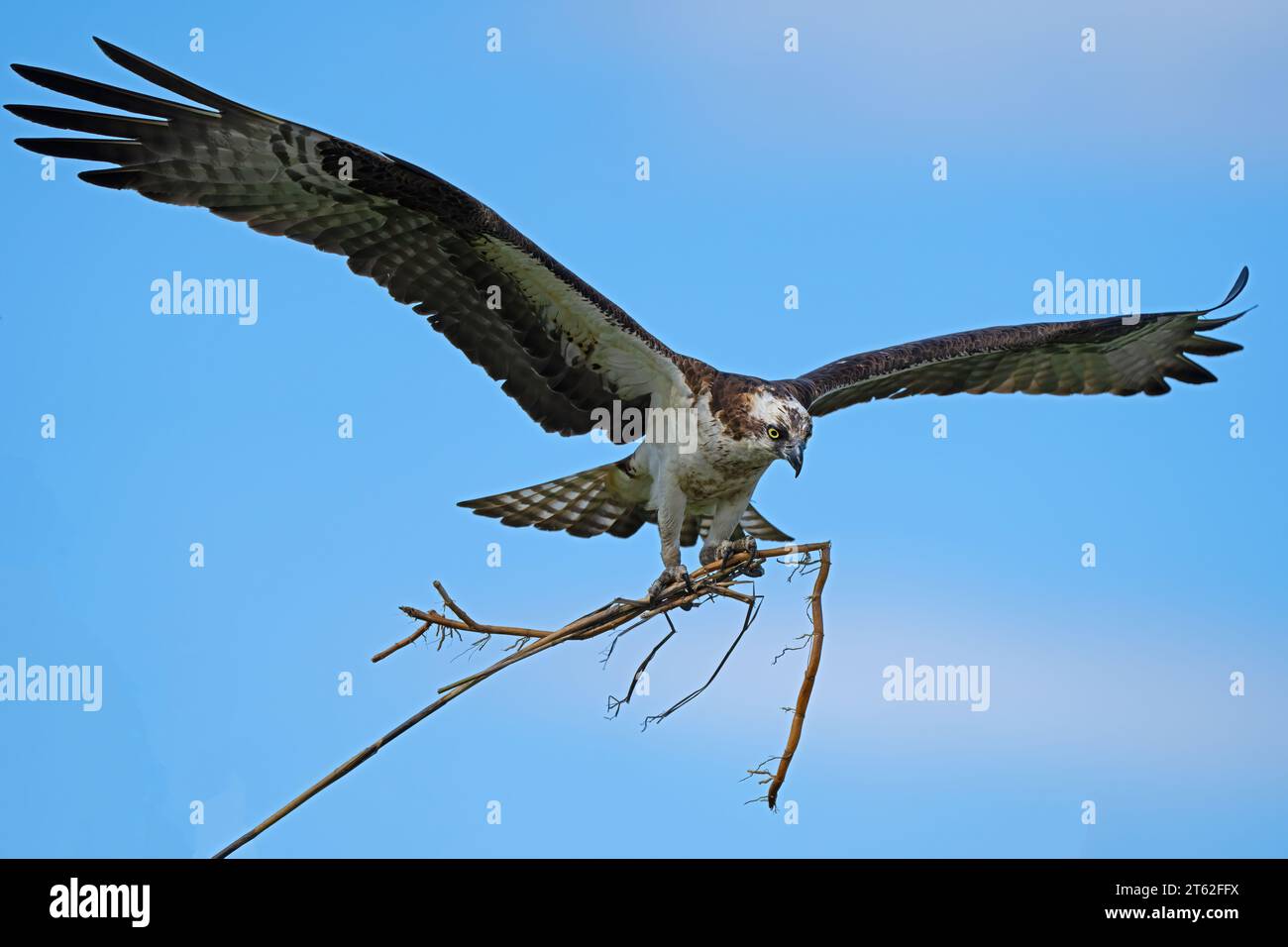 Osprey In Flight Carrying Nesting Materials Stock Photo - Alamy