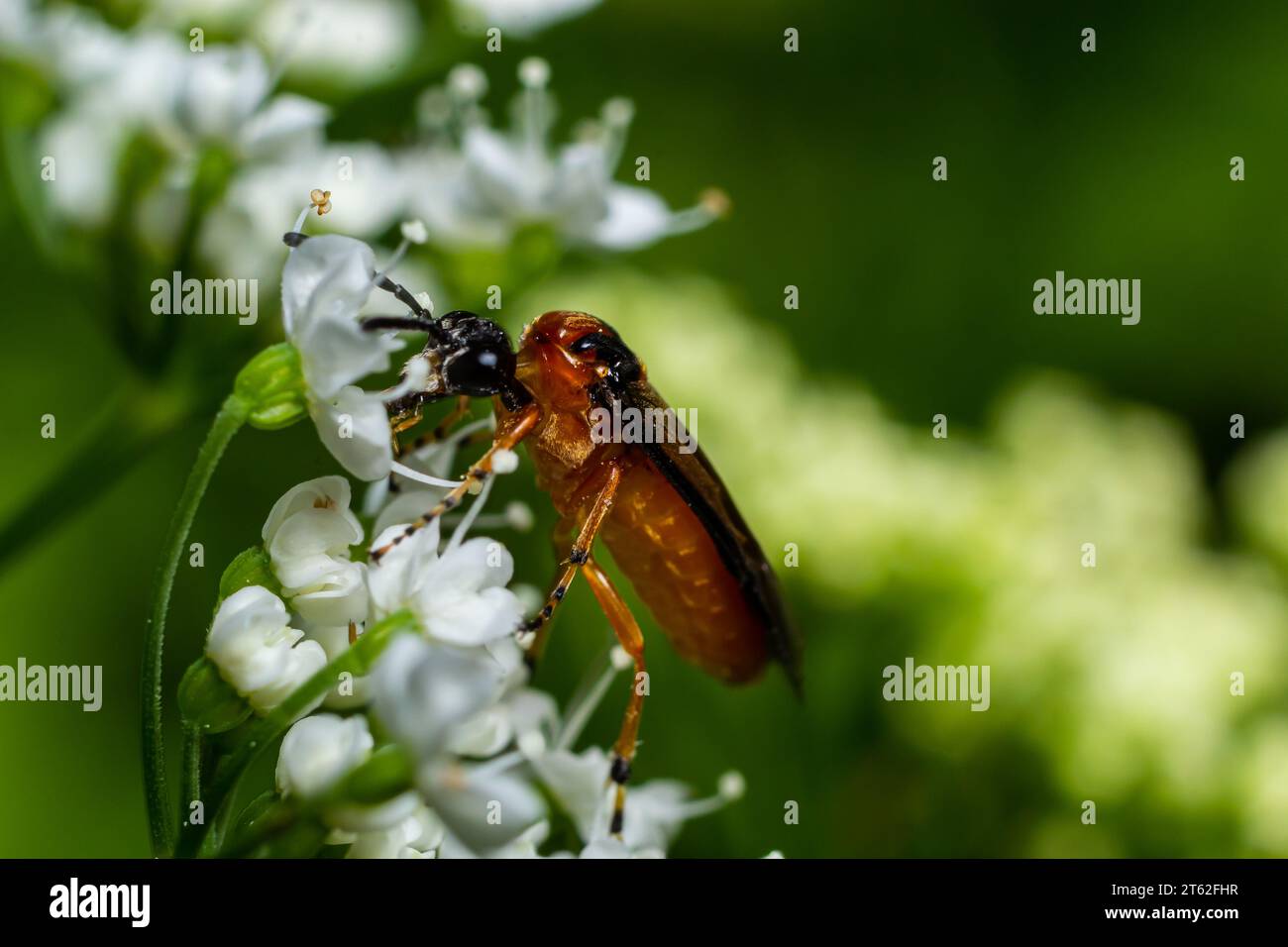 Worm eating rose hi-res stock photography and images - Alamy