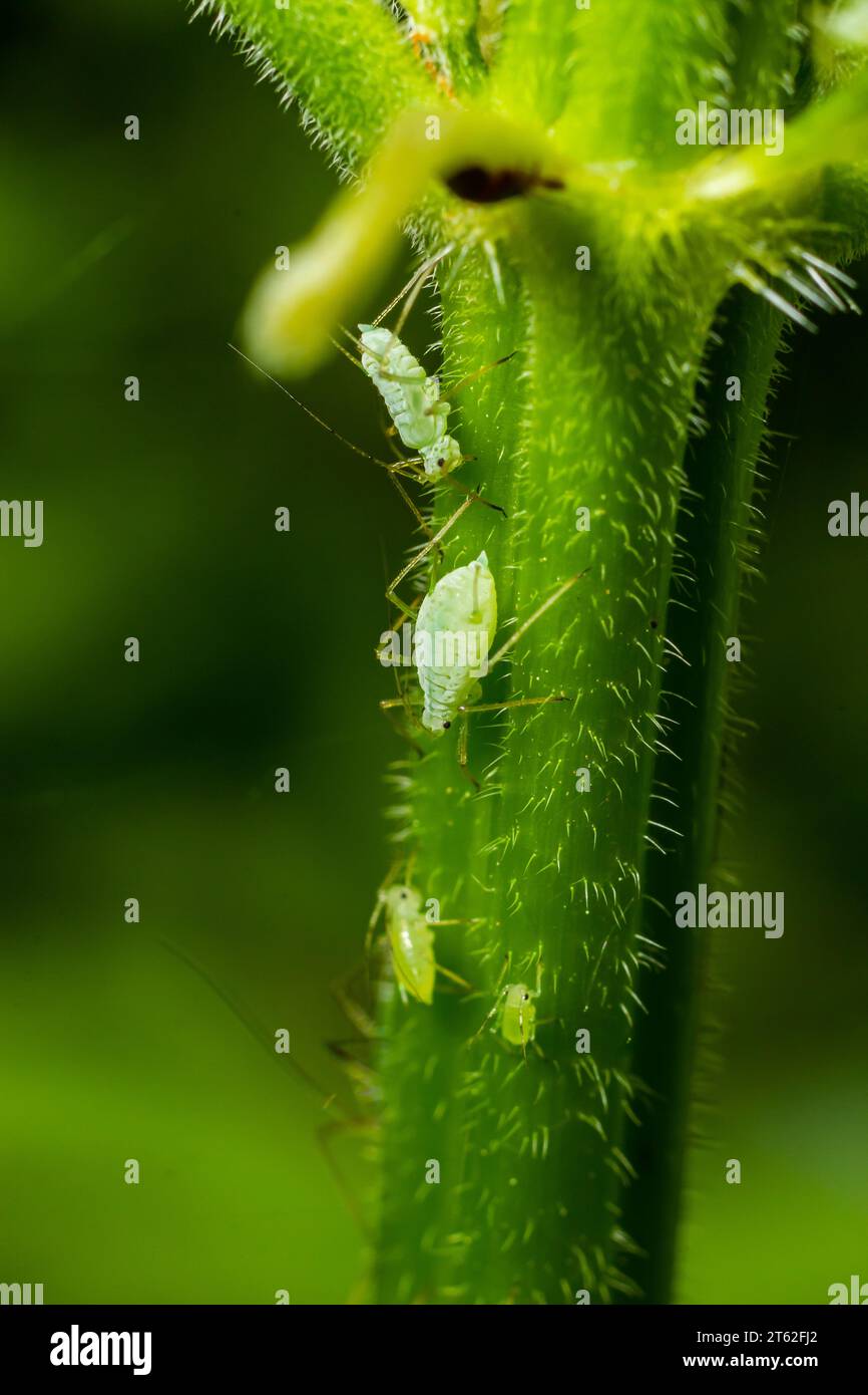 Aphid life cycle hi-res stock photography and images - Alamy
