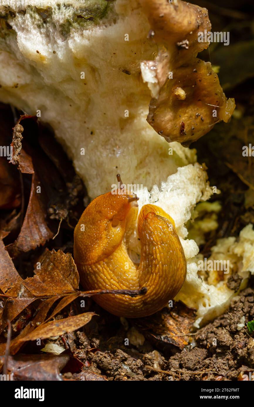 Animal eating mushroom hi-res stock photography and images - Alamy