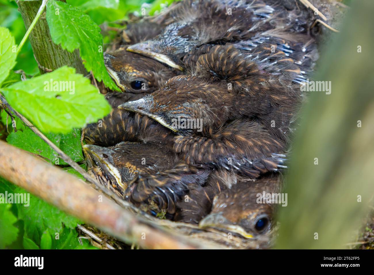Baby birds in the nest birds and mistle thrushes. Thrushes Stock Photo ...