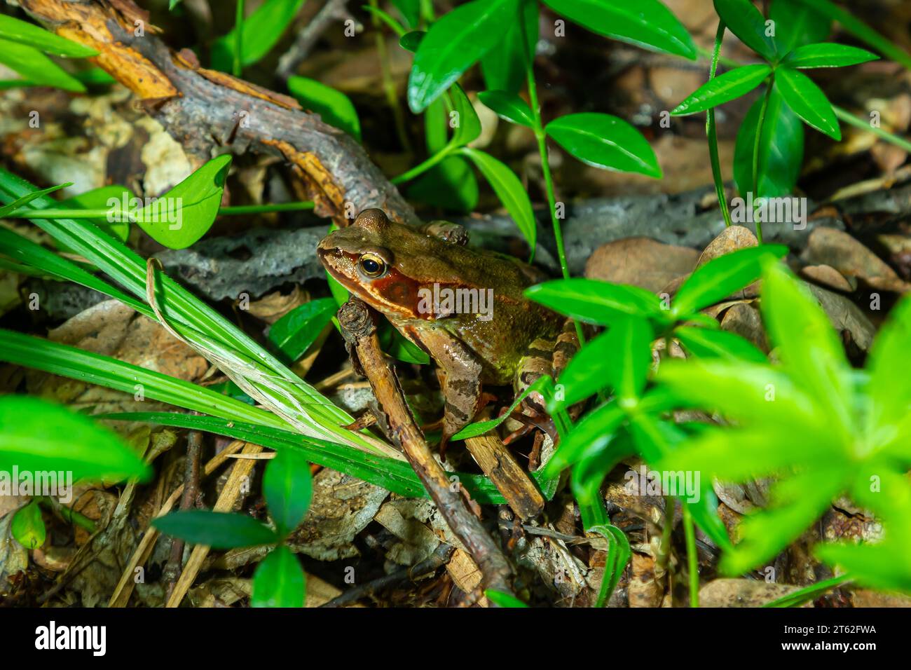 The wood frog, Lithobates sylvaticus or Rana sylvatica. Adult wood ...