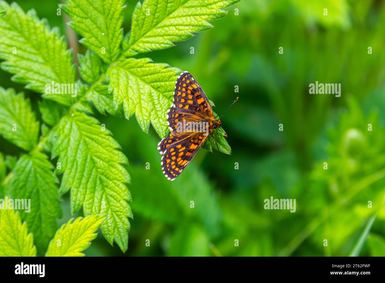 The heath fritillary butterfly Melitaea athalia. Beautiful fritillary ...