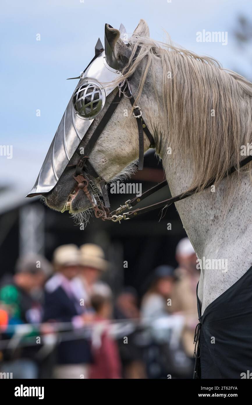 Head of a war horse, Medieval knight's horse during a jousting ...