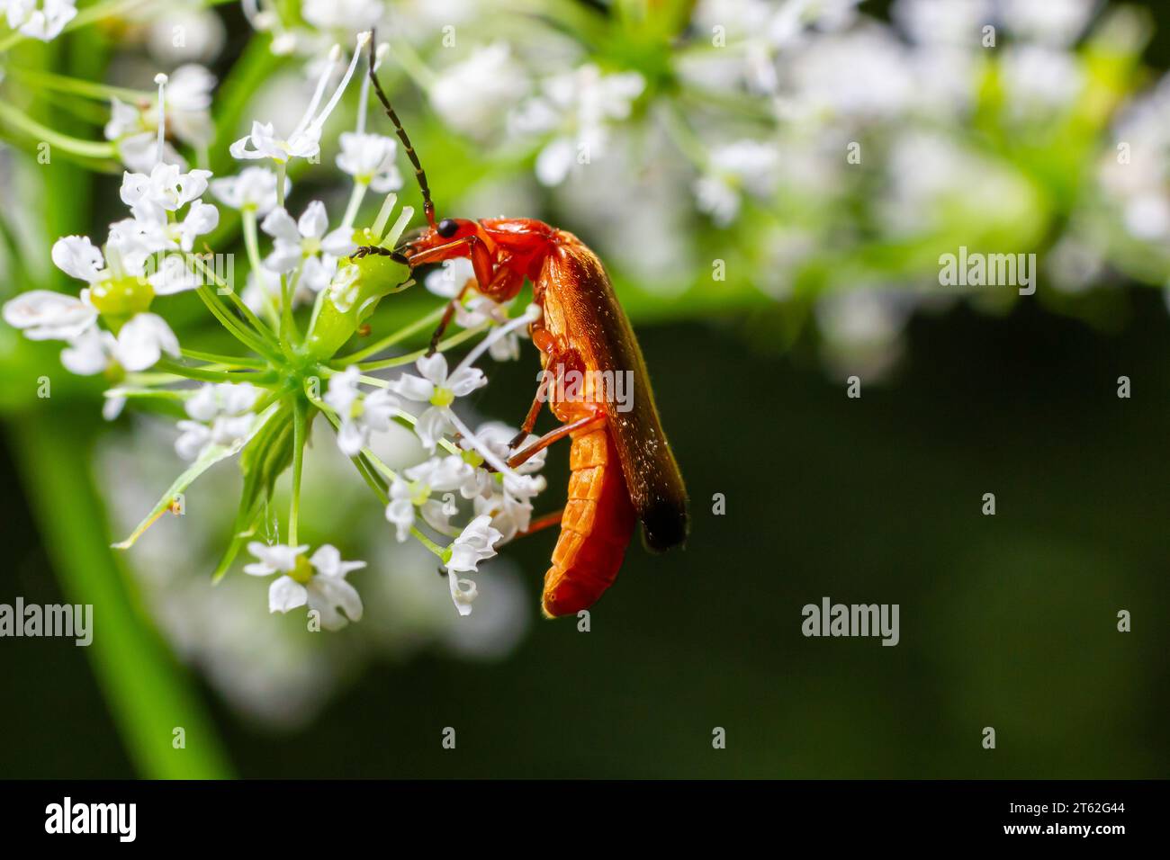 Common red soldier beetle Rhagonycha fulva Stock Photo - Alamy