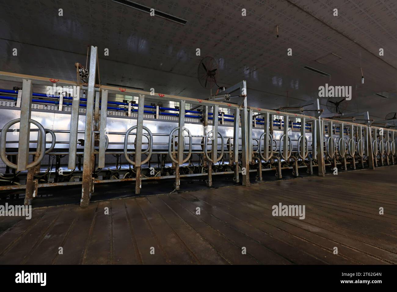 Milking parlor in dairy farm Stock Photo - Alamy