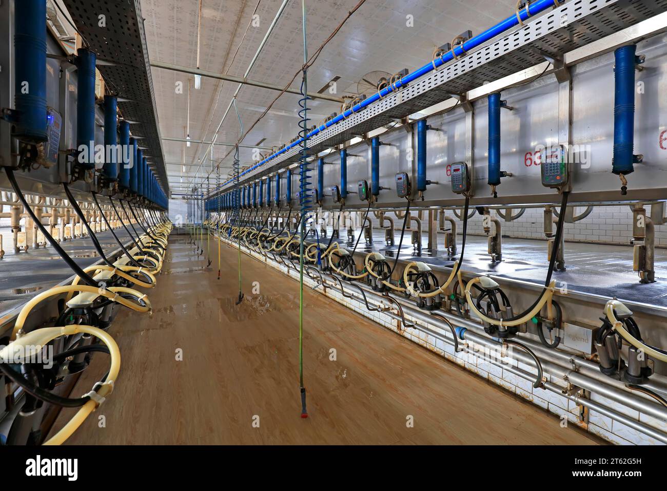 Milking parlor in dairy farm Stock Photo - Alamy
