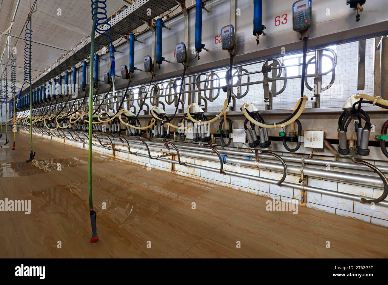 Milking parlor in dairy farm Stock Photo - Alamy
