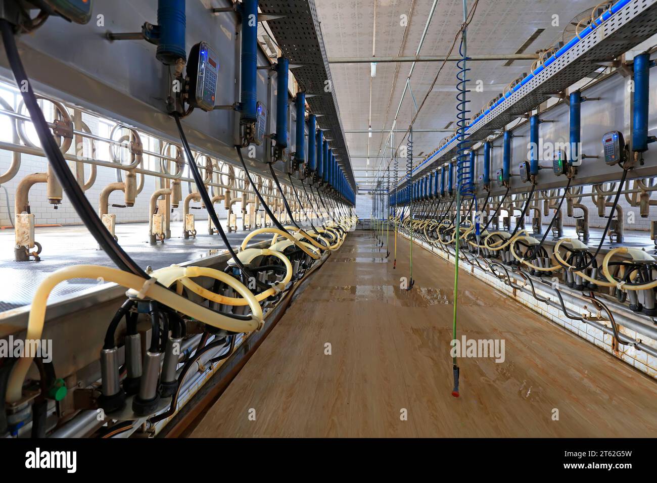 Milking parlor in dairy farm Stock Photo - Alamy