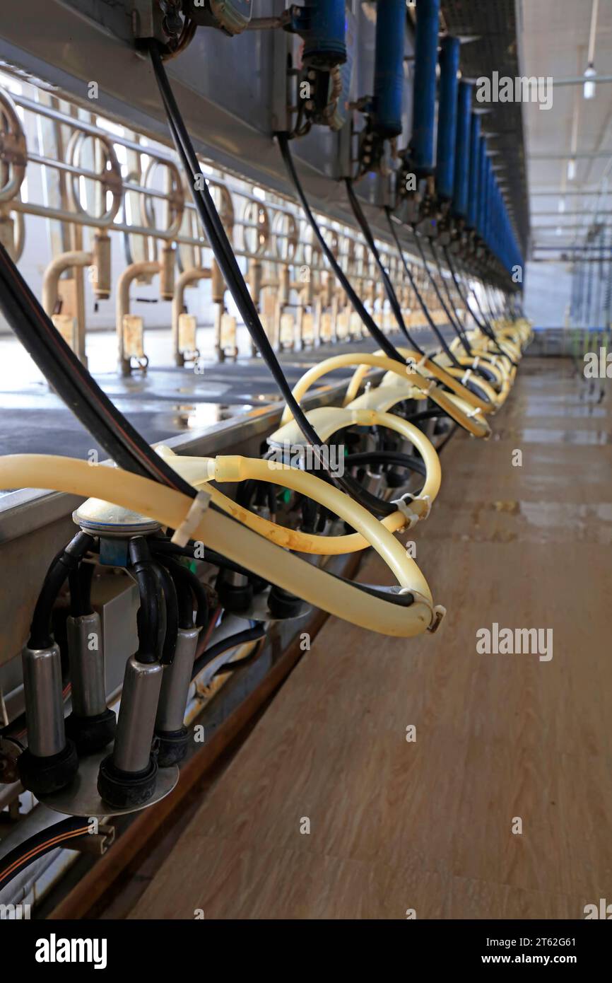 Milking parlor in dairy farm Stock Photo - Alamy