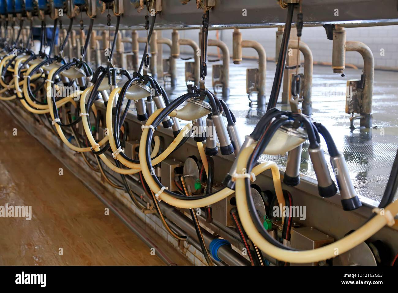 Milking parlor in dairy farm Stock Photo - Alamy