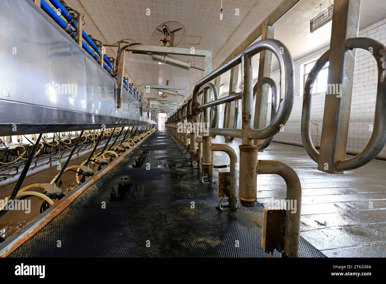 Milking parlor in dairy farm Stock Photo - Alamy