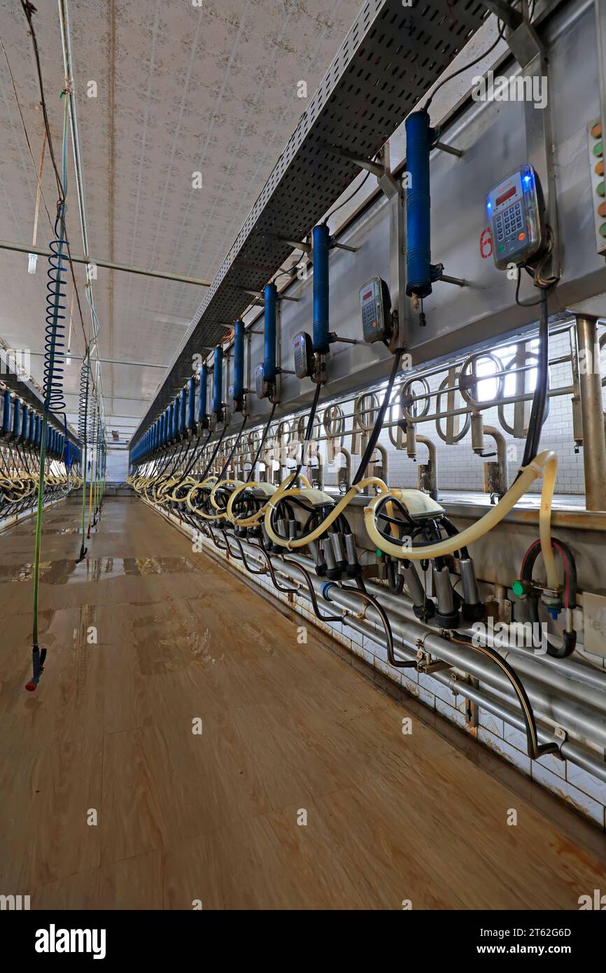 Milking parlor in dairy farm Stock Photo - Alamy