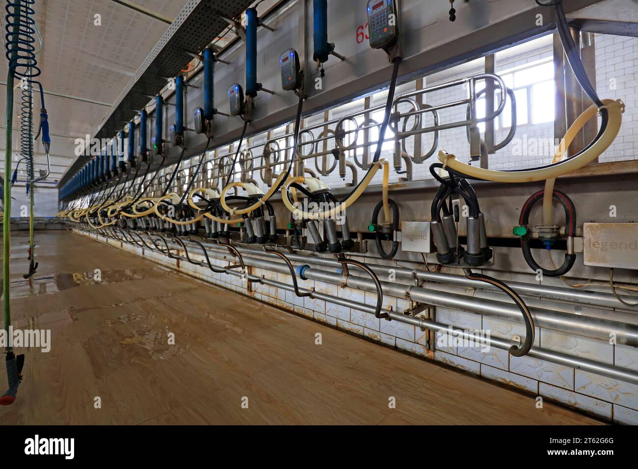 Milking parlor in dairy farm Stock Photo - Alamy