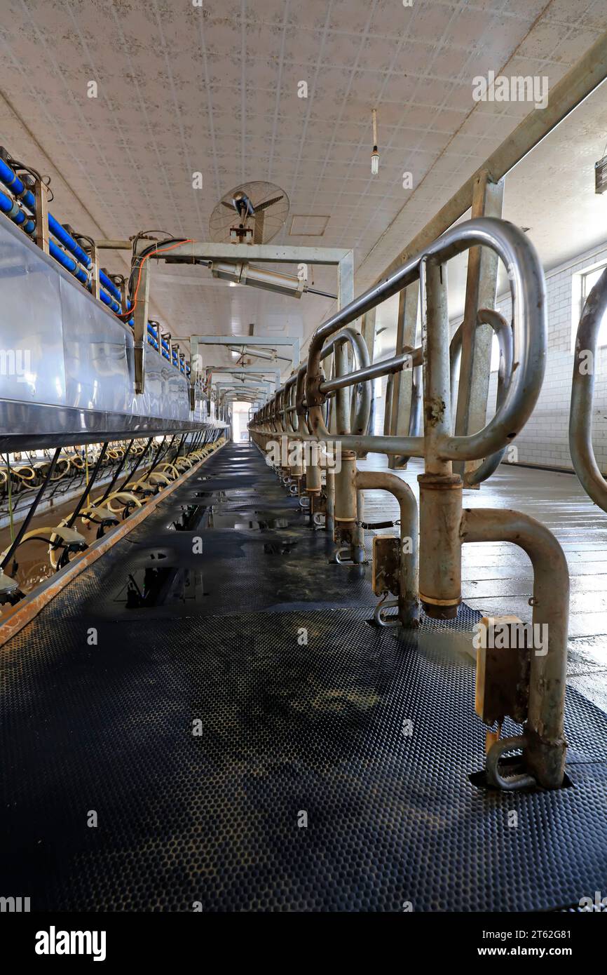 Milking parlor in dairy farm Stock Photo - Alamy