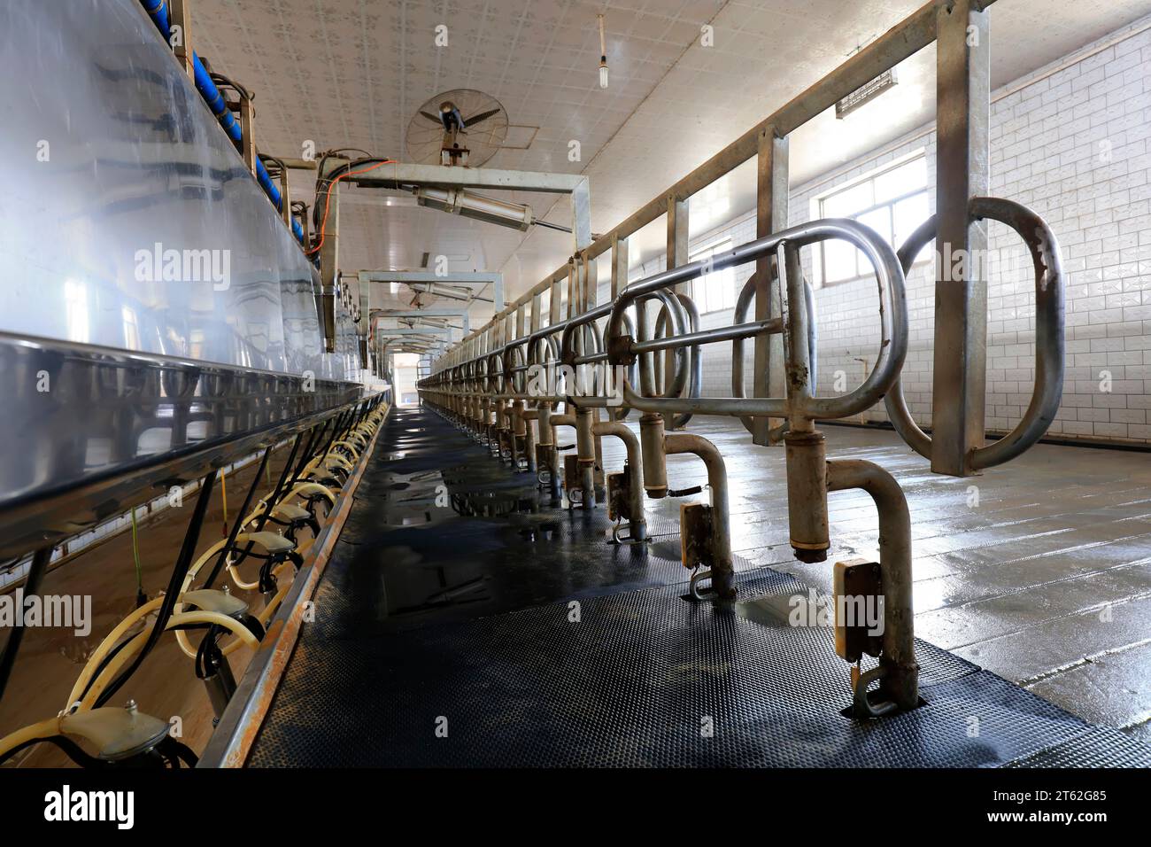 Milking parlor in dairy farm Stock Photo - Alamy