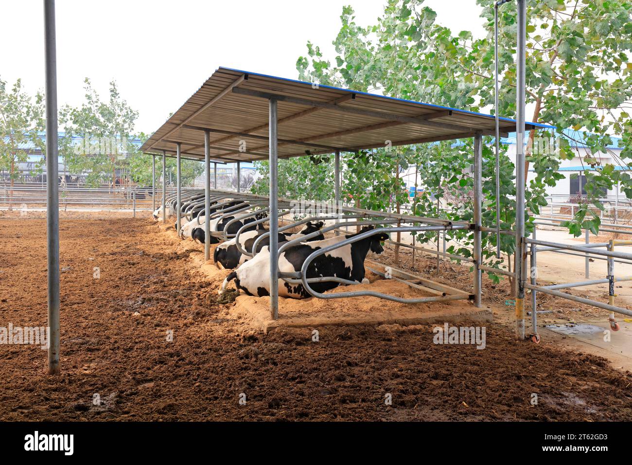 Sunshade shed of dairy farm Stock Photo - Alamy