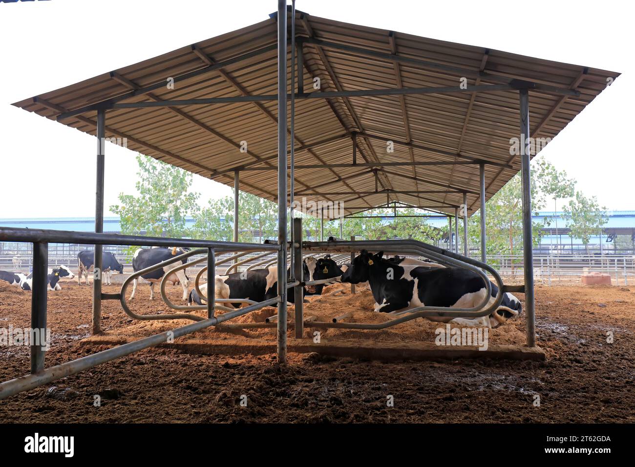 Sunshade shed of dairy farm Stock Photo - Alamy