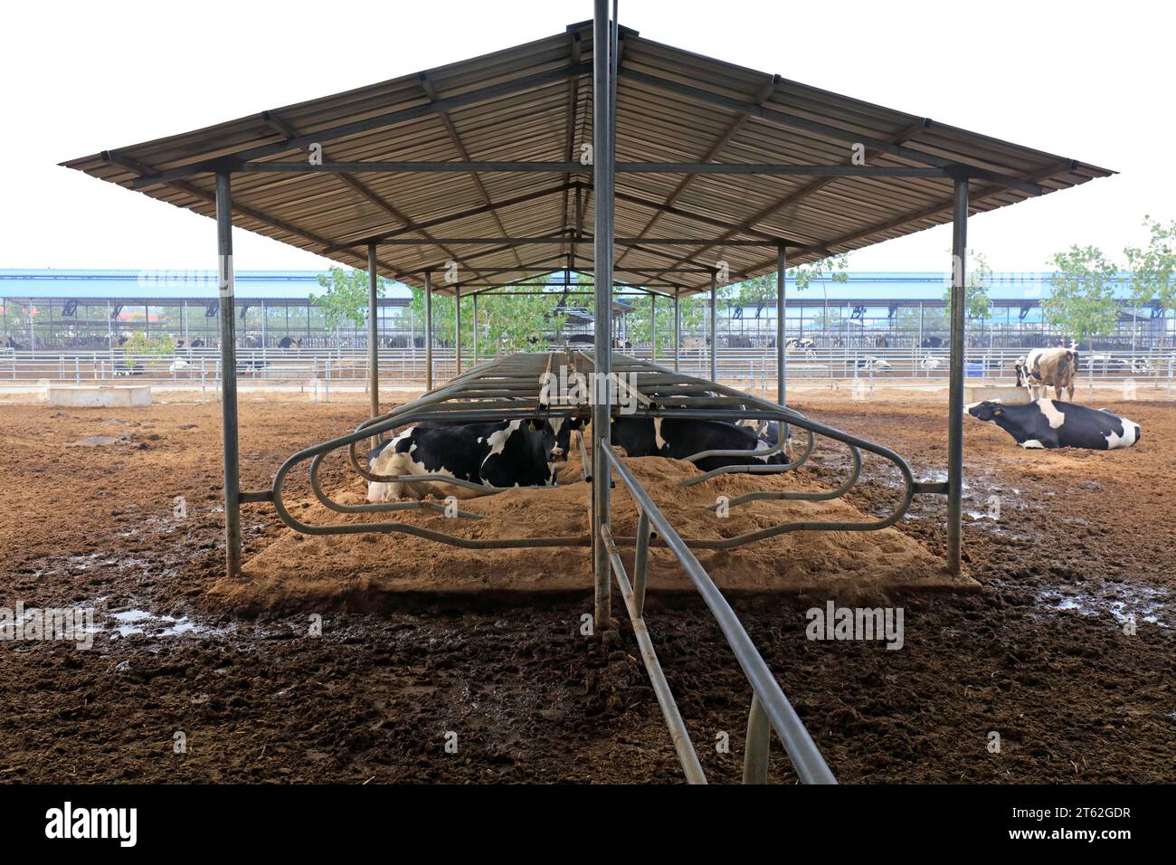 Sunshade shed of dairy farm Stock Photo - Alamy