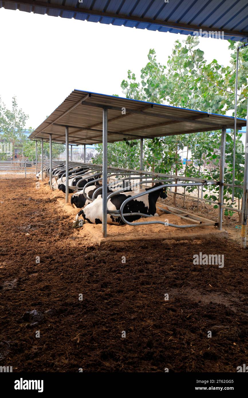 Sunshade shed of dairy farm Stock Photo - Alamy