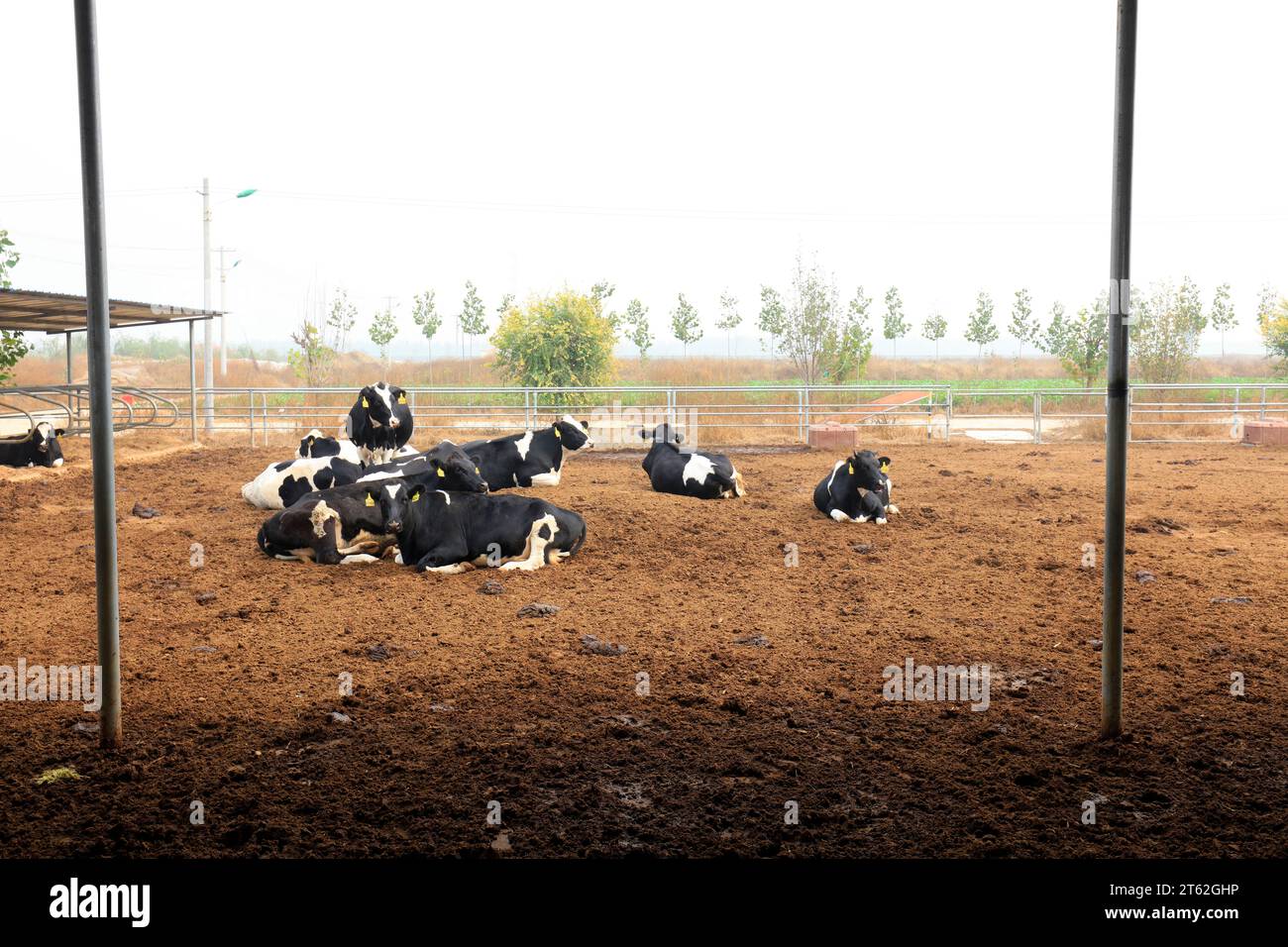 Dairy farm, Close-up photos Stock Photo - Alamy